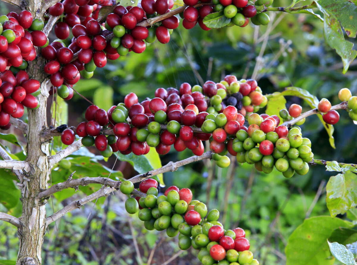 Coffee highs – The Sloman Economics News Site